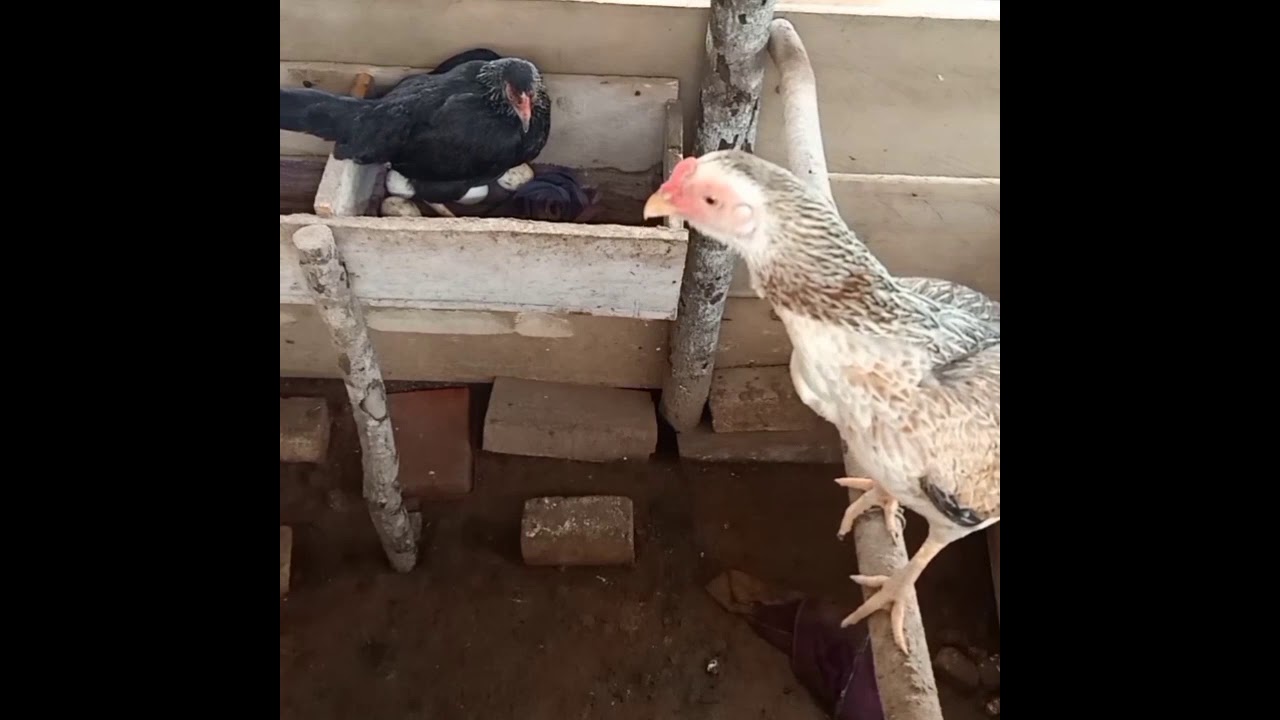 Proses Ayam Bertelur Youtube