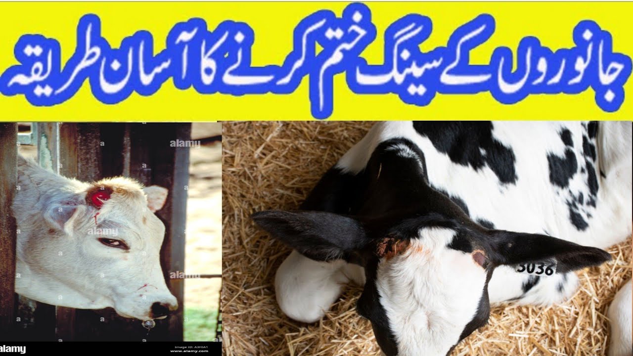 dehorning||dehorning cow|dehorning calves|dehorning goats|dehorning ...