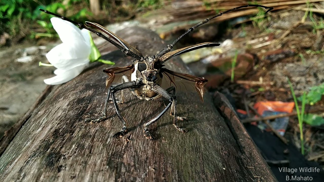 Mango stem borer || Batocera rufomaculata - YouTube