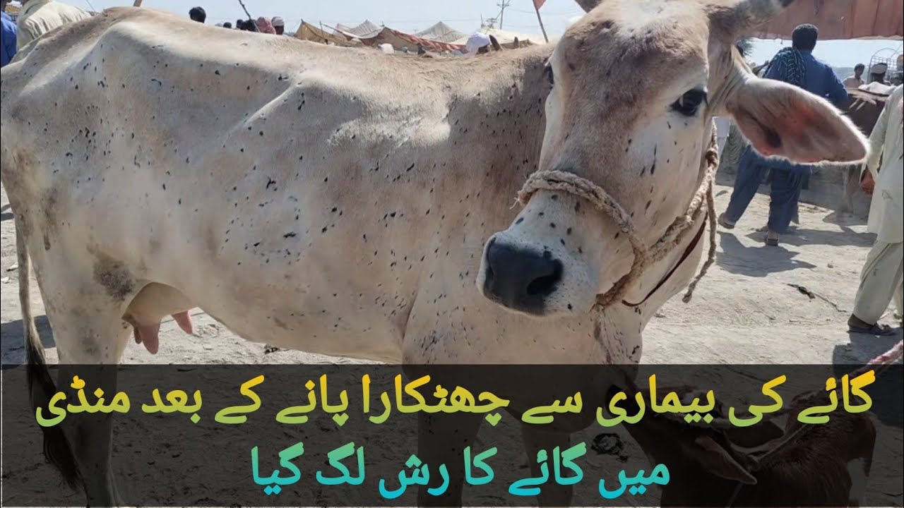 Latest Cattle Mandi Update after get rid of cow disease || Village ...