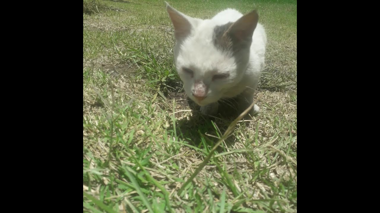 Hungry Ethiopian Cat - YouTube