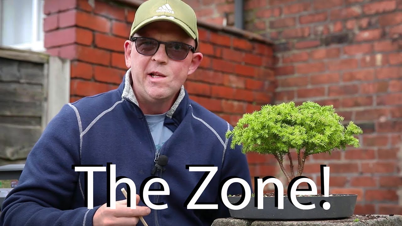 Nigel Saunders inspired Acacia tree - The Bonsai Zone - YouTube