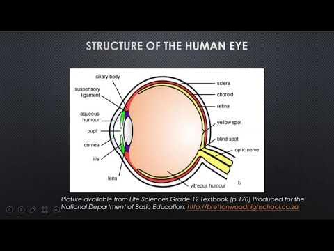 LIFE SCIENCES: HUMAN EYE GRADE 12 - YouTube