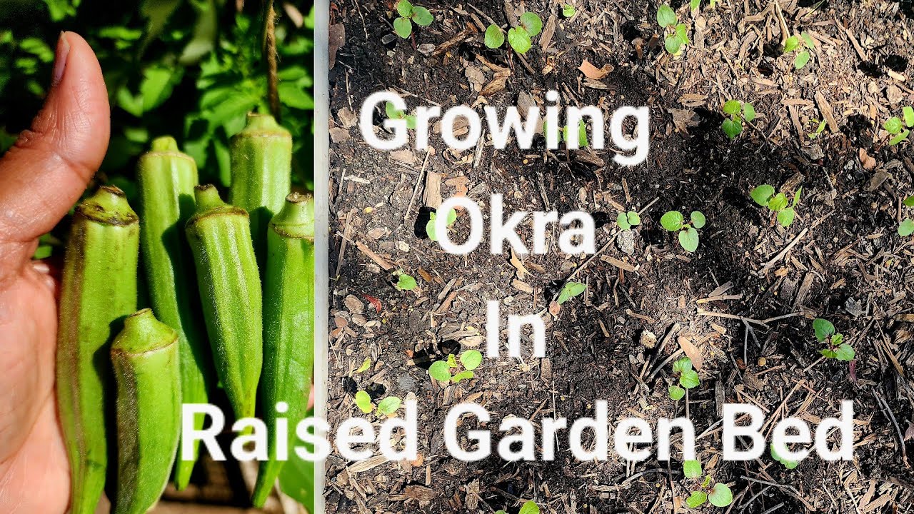 How to grow okra from seeds in a Raised Garden Bed #homegardening #okra ...