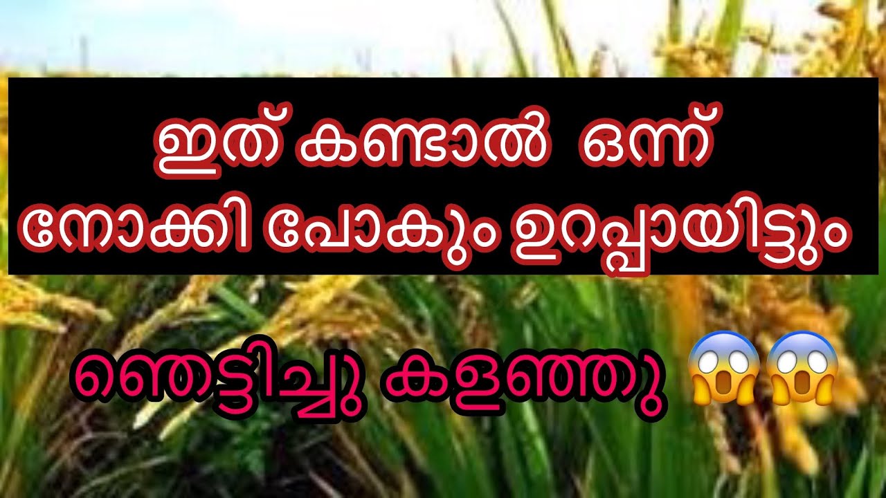 Rice cultivation|Amazing art of rice cultivation| നെൽ കൃഷി|pathayam ...