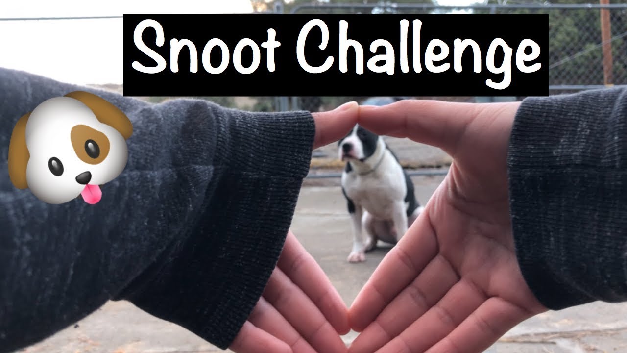 The Snoot Challenge🐶 || Timeless K9 Training - YouTube