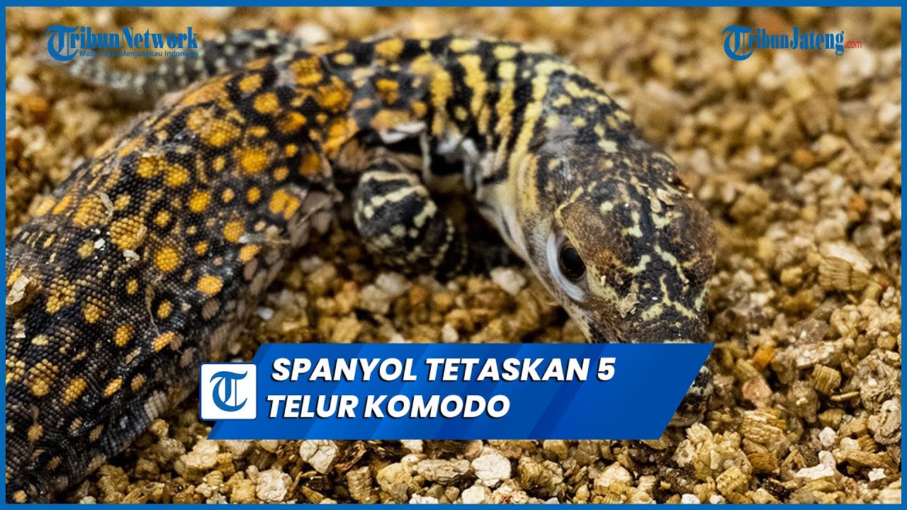 5 Bayi Komodo Lahir di Kebun Binatang Spanyol Dirawat Secara Khusus ...