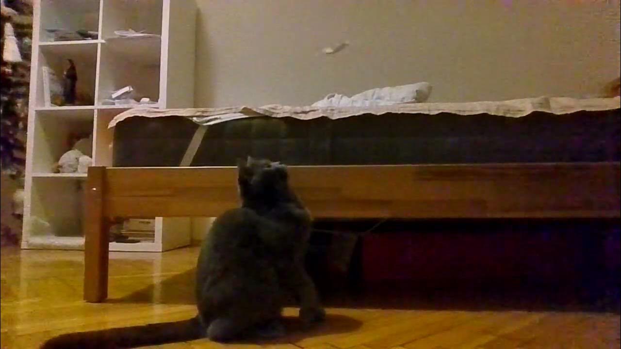 Кот с бантиком - YouTube