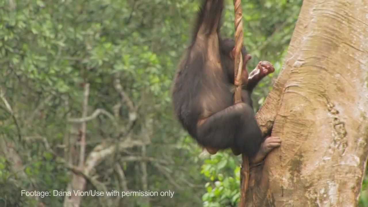 Gremlin at water tree.mov - YouTube