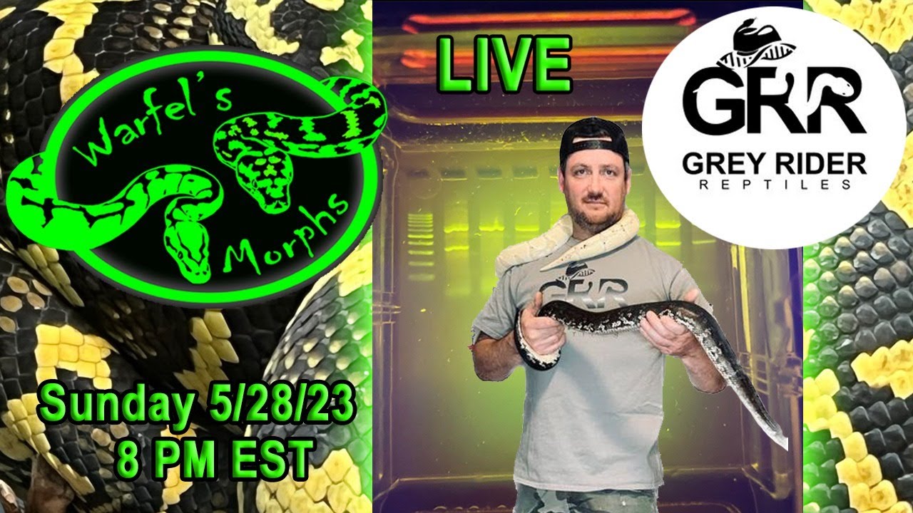 S2. Ep.22: Inside The Coils W/ Charlie Williams of Grey Rider Reptiles ...