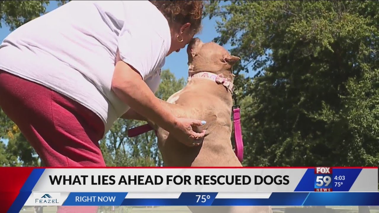 What lies ahead for dogs rescued during Indy FBI raids - YouTube