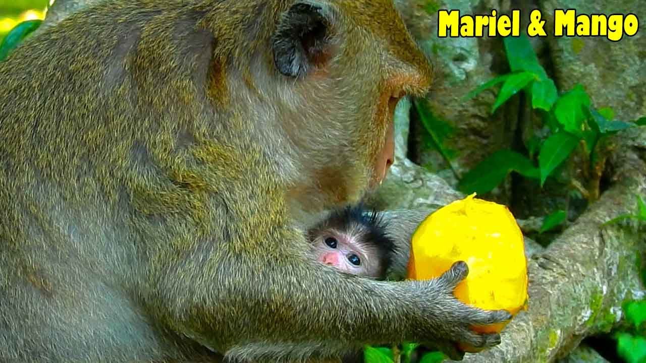 Mango & Mariel! Maria Just Got B-ig Mango From Me, And She L-ooks So ...