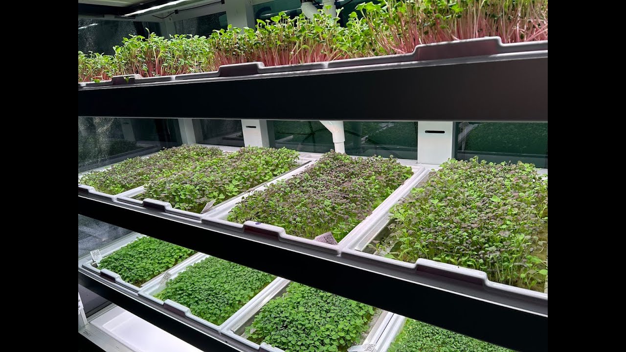 Microgreen Packaging - YouTube