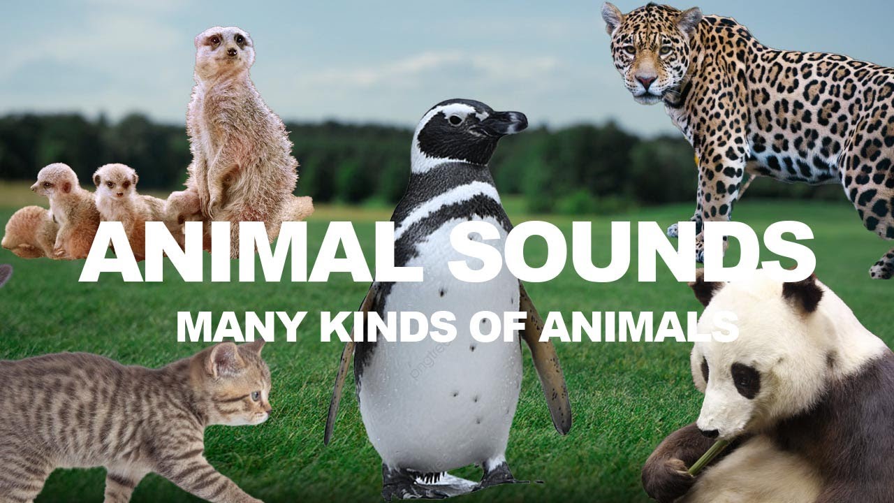 Wild Animal Sounds In Nature: penguin, Sheep, Chicken, Goose, Goat, Cow ...