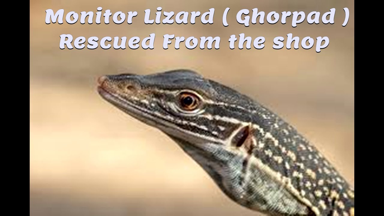 monitor lizard (Ghorpad) घोरपड़ #rescued from Shop @DineshGohil - YouTube
