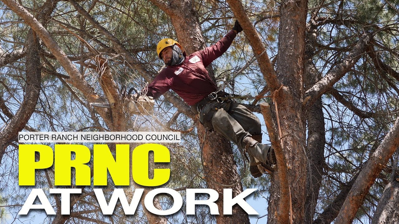 PRNC Tree Trimming Project 2019 - YouTube