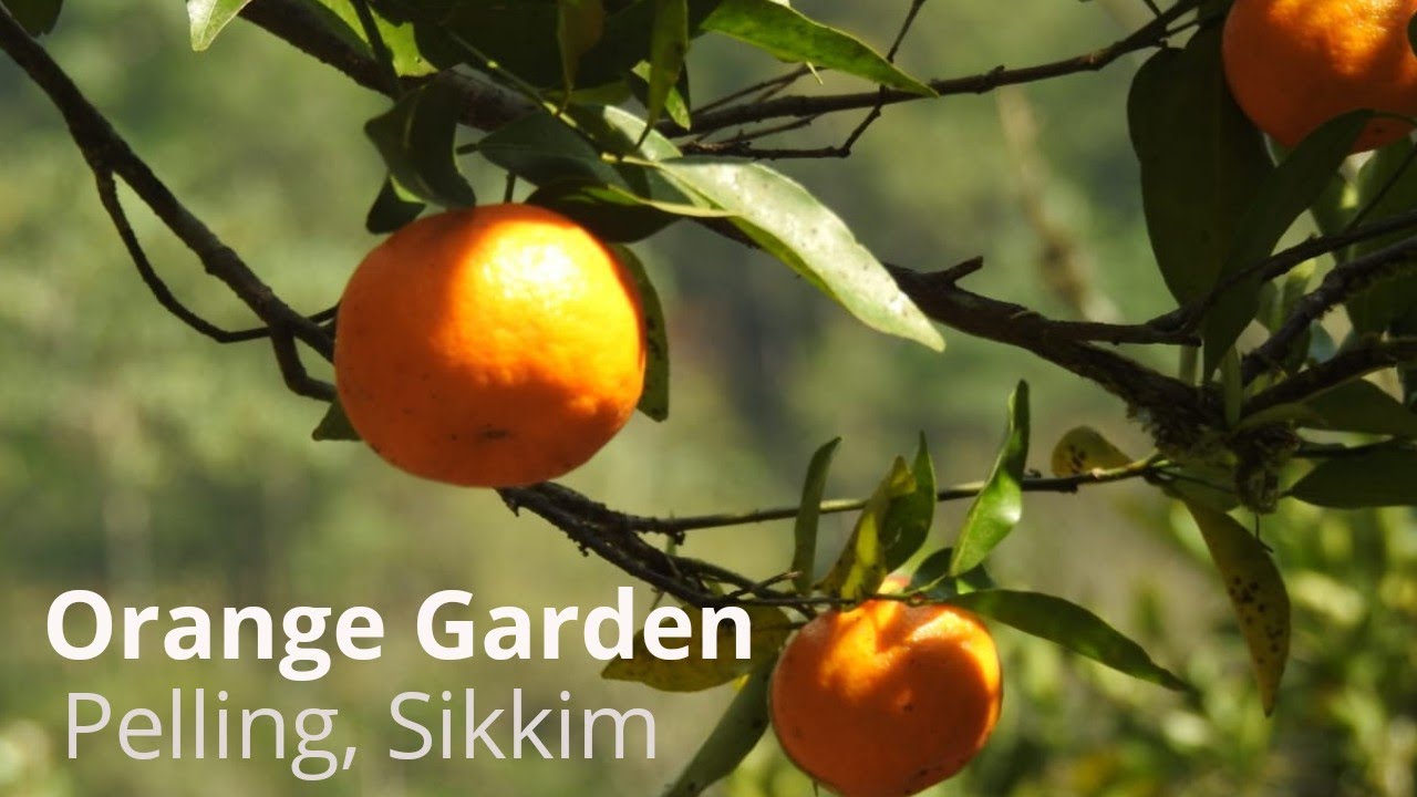 Orange Garden, Pelling, West Sikkim| Places to visit in Sikkim ( west ...