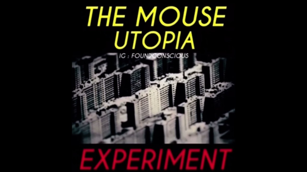 The mouse utopia experiment - YouTube