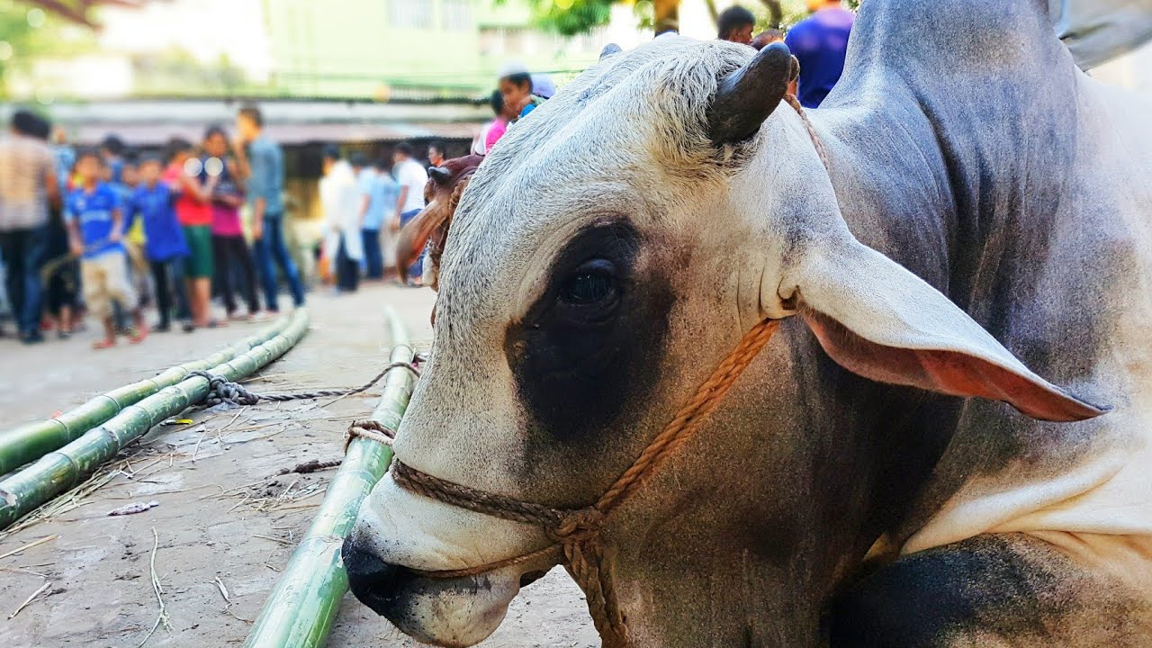 Dhupkhola Gorur Haat 2018 | Dhupkhola Maath | Haat Haat Bangladesh HHBD ...