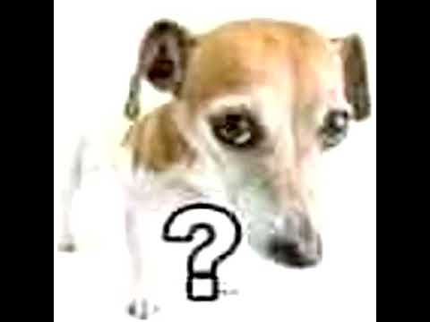 Sus dogs - YouTube