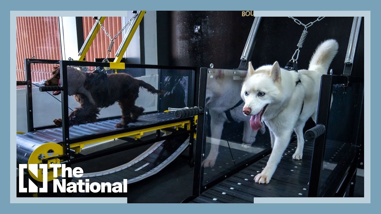 The first indoor dog gym in the UAE - YouTube
