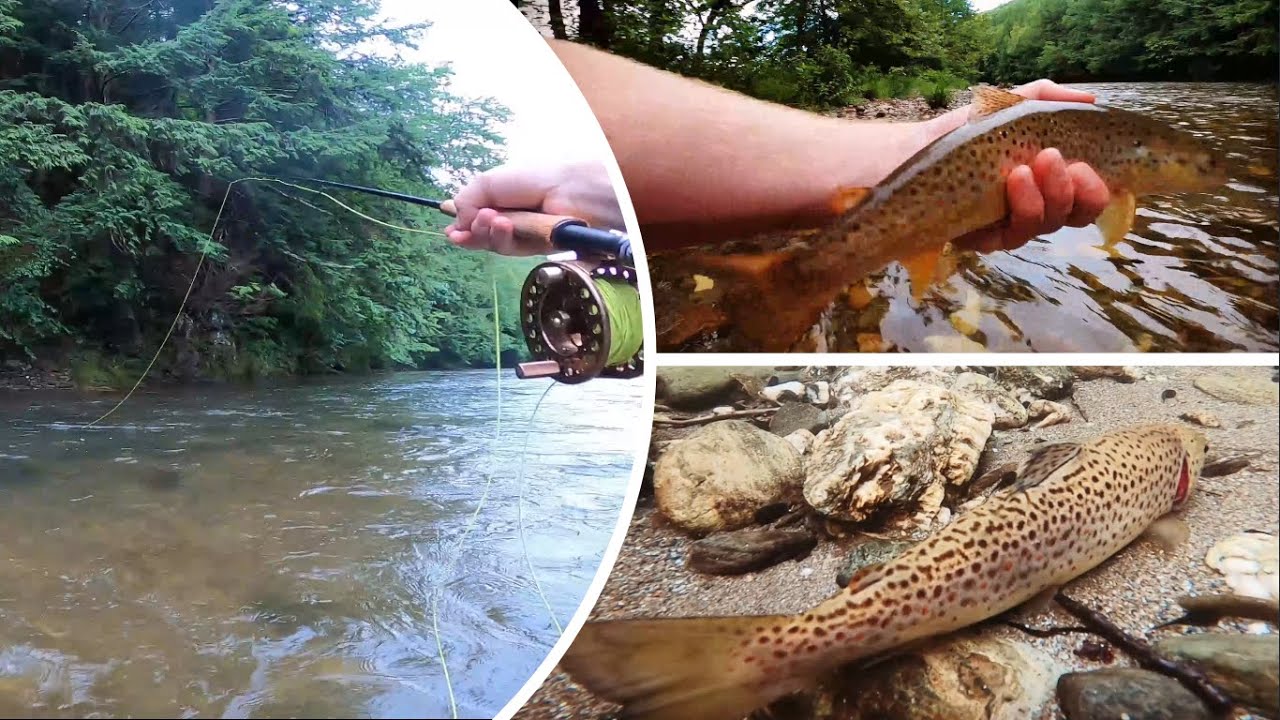 Fly Fishing | Wild Brown trout - YouTube