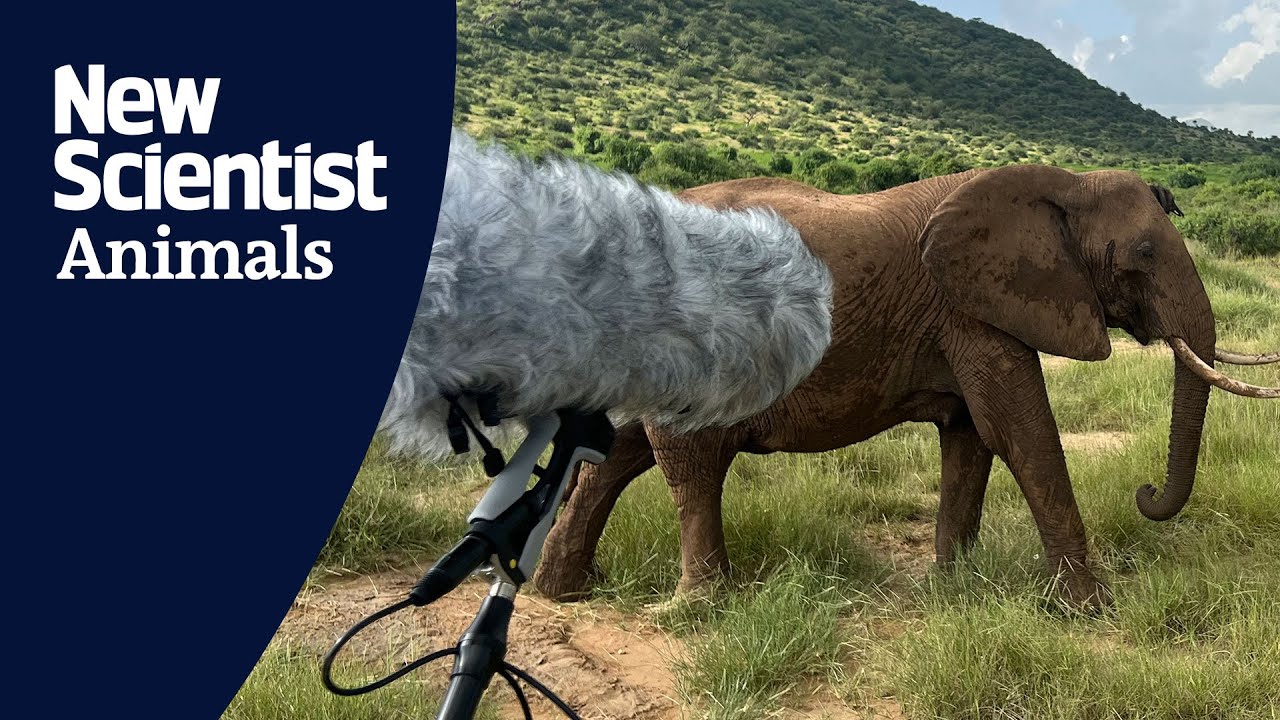 Elephants call each other by unique names, like humans - YouTube