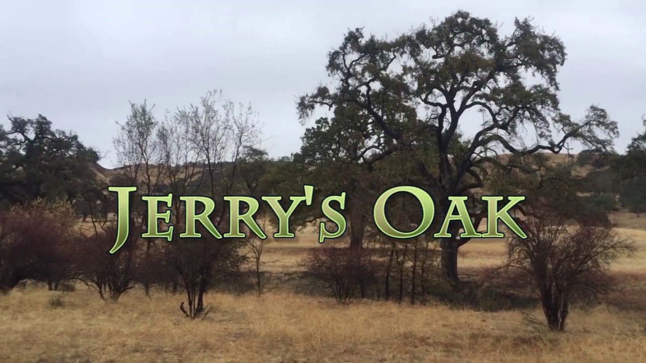 Day Three Jerry's Tree - YouTube