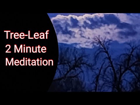 Tree-Leaf Meditation. Center Yourself. - YouTube