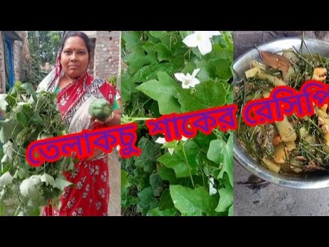 বাগানের টাটকা তেলাকচু শাকের রেসিপি | 𝘁𝗲𝗹𝗮𝗸𝗼𝗰𝗵𝘂 𝘀𝗵𝗮𝗸 𝗿𝗲𝗰𝗶𝗽𝗲|| - YouTube