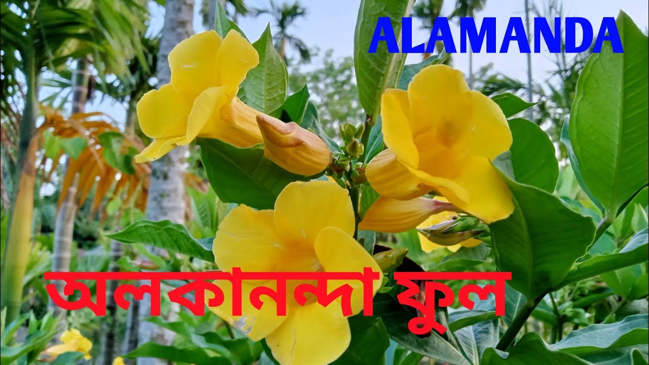 Alamonda/Alakananda is a beautiful flowers | আলামন্ডা বা অলকানন্দা ফুল ...