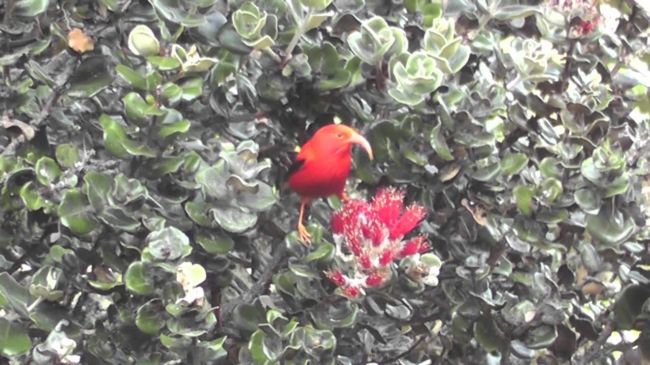 I'iwi | Birds of Hawaii - YouTube
