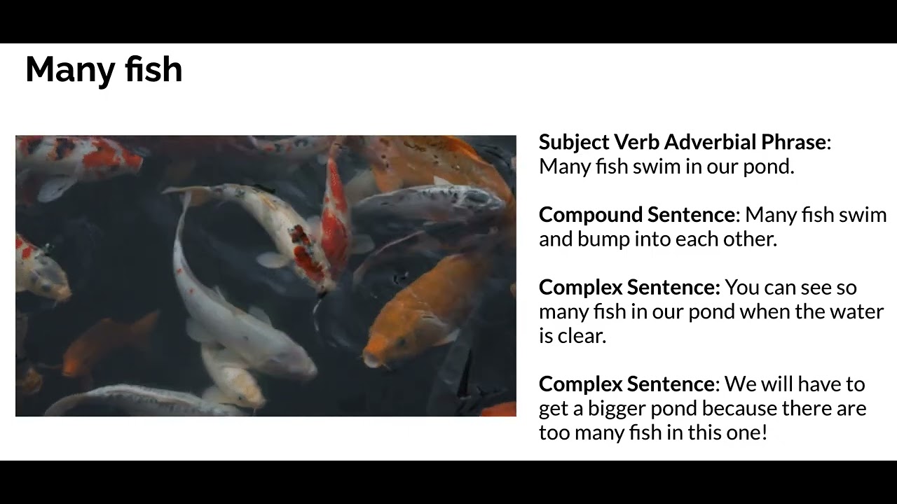 Concepts in Action: Many (a level 2 quantity concept) - YouTube