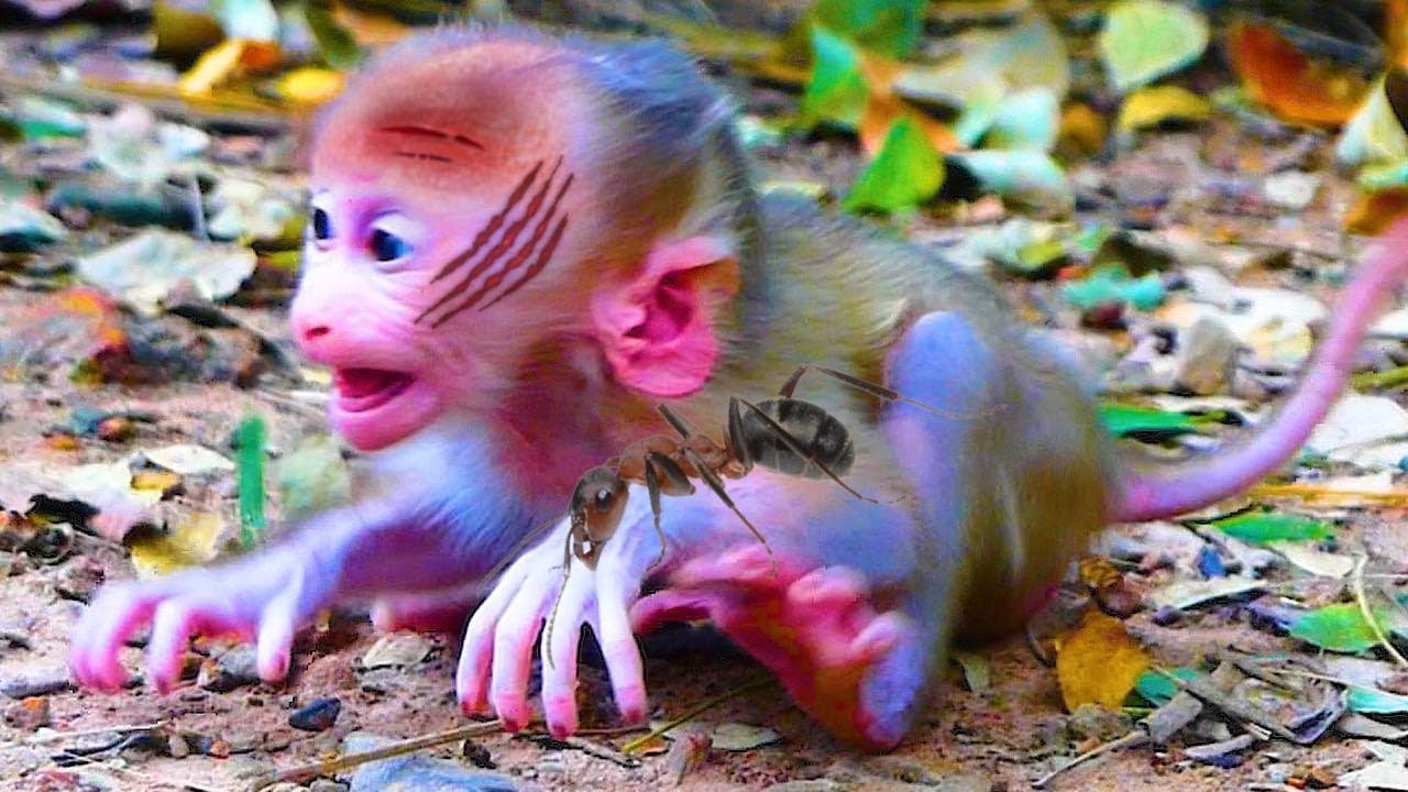 MONKEY EXPERT Reveals the CUTEST bb Monkey Clip Ever! - YouTube