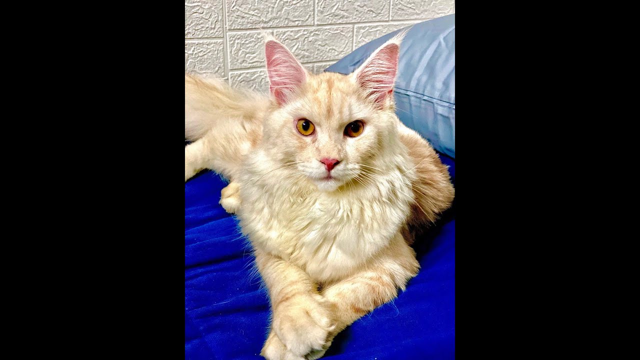 Mainecoon CaTs Roki Part 1 - YouTube