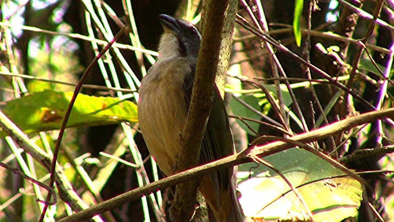 Trinca Ferro Cantando na Natureza - Estimule seu Trinca a Cantar ...