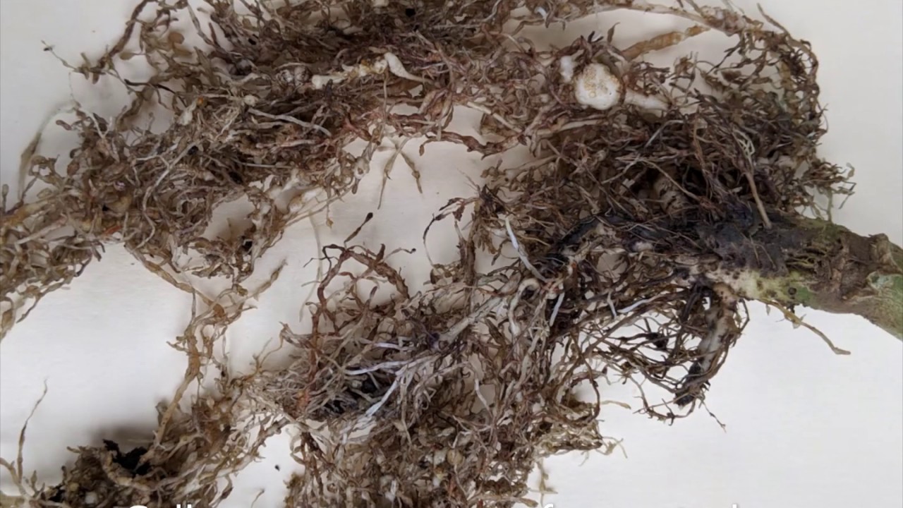 Extracting nematodes from root samples - YouTube