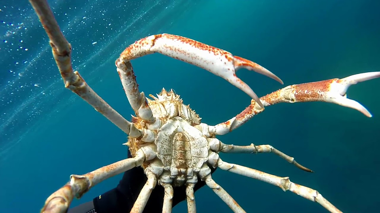 7 types et exemples d’araignées de mer : faits à connaître – araignées ...