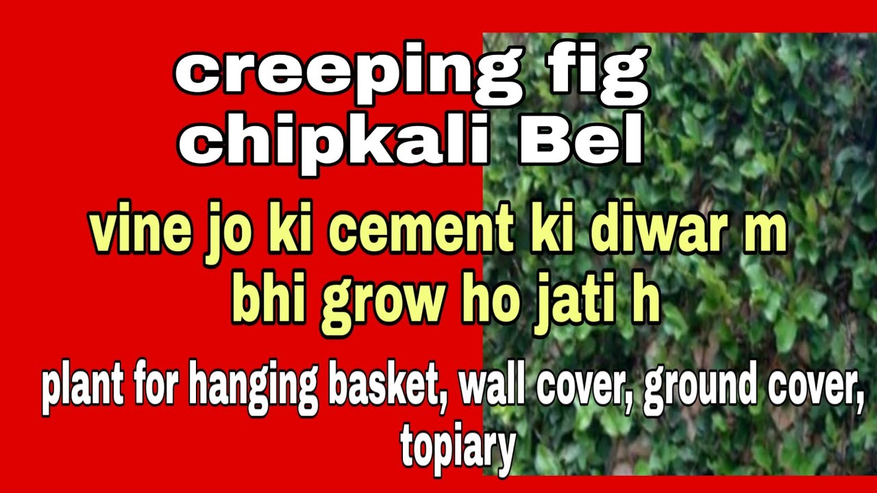 How to grow & care creeping fig/ficus pumila/chipkali Bel/ propogation ...