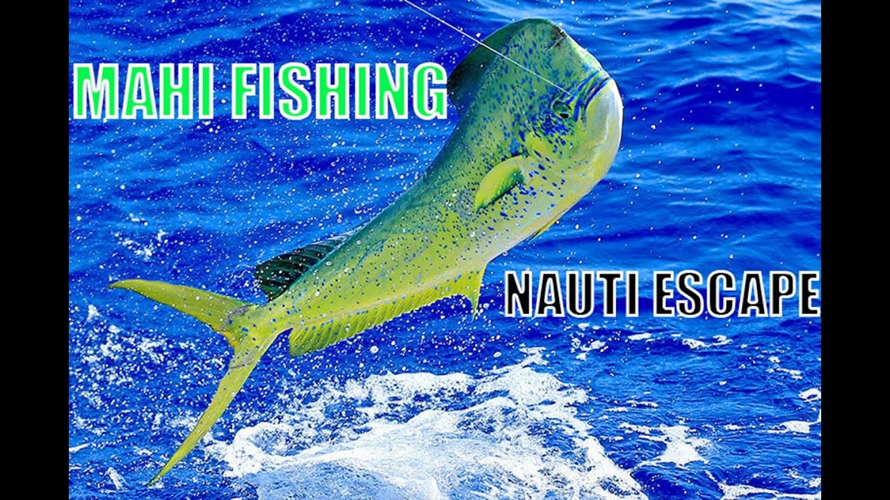 Mastering Mahi Trolling: 5 Epic Techniques Revealed and Demonstrated ...