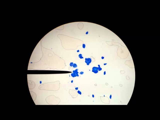 Cheek Cells 100x