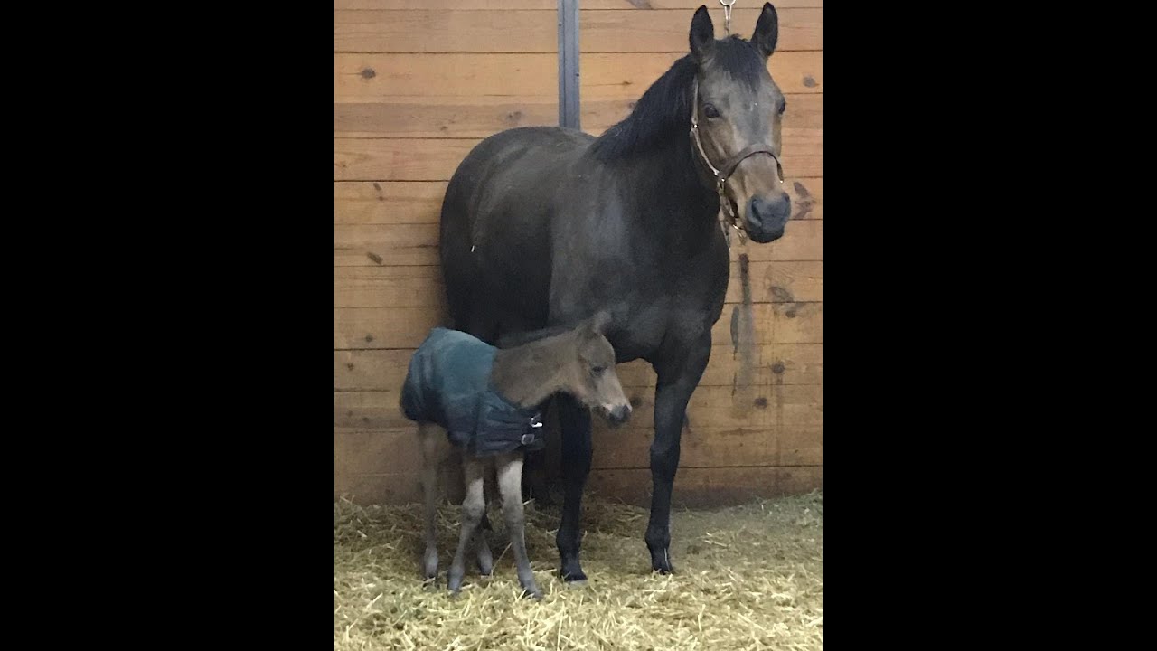 2023 Bay AQHA Colt - DGS Replicated x Too Sleepy To Give A Zip - 3/23 ...