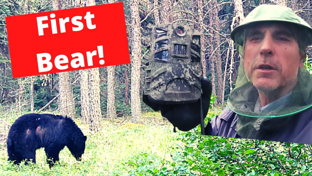 First Bear Ever On Trail Camera - YouTube