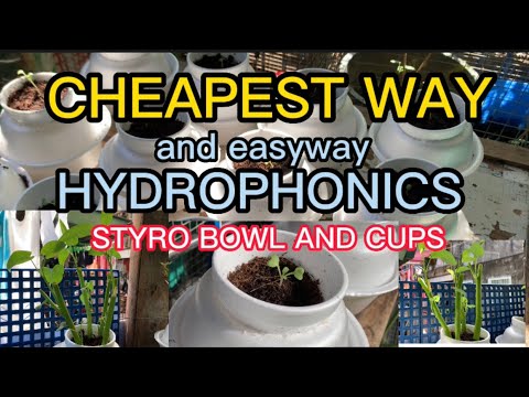 DIY HYDROPONICS planting for beginners on styro bowl and styro cups, - YouTube