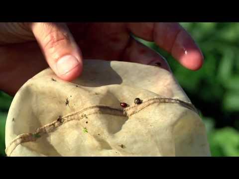 What Insects Are Attracted Kudzu