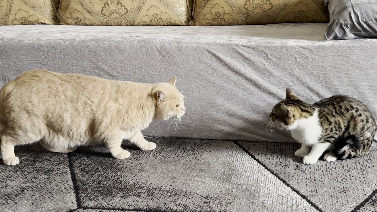 My Cat Meets Kitten For The First Time - YouTube