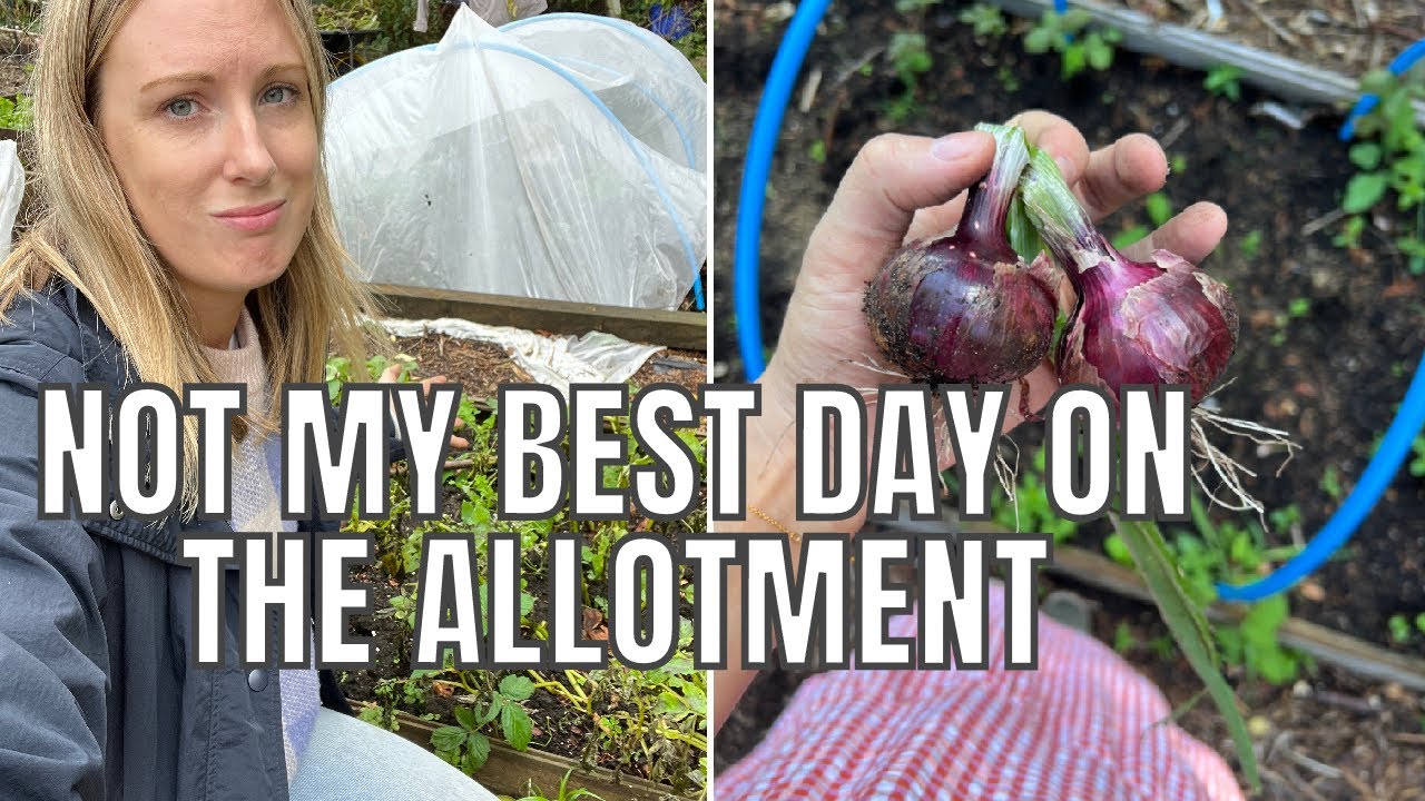 NOT MY BEST DAY AT THE ALLOTMENT / ALLOTMENT GARDENING UK - YouTube