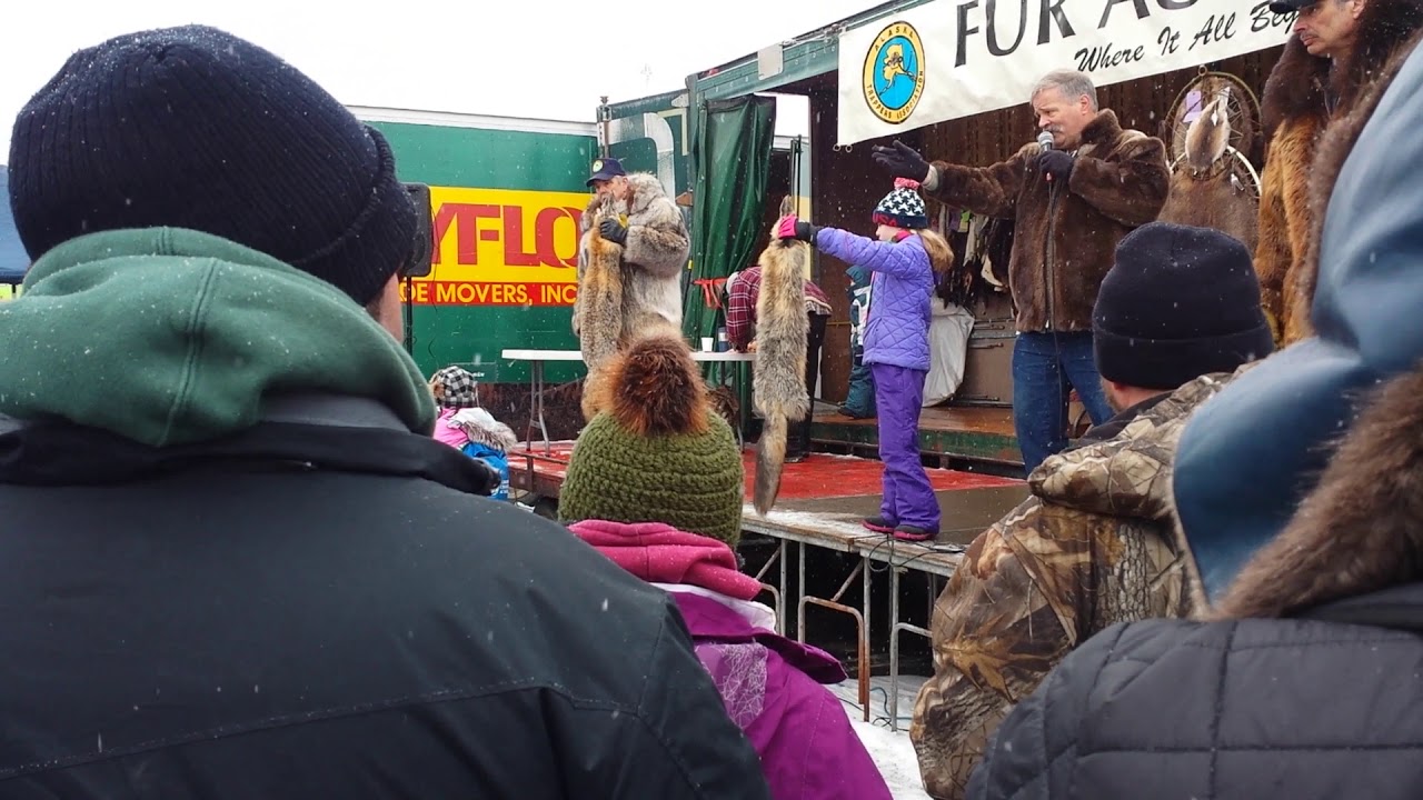 Fur Rondy Festival Auction - Cross fox sells for $135 - Anchorage ...