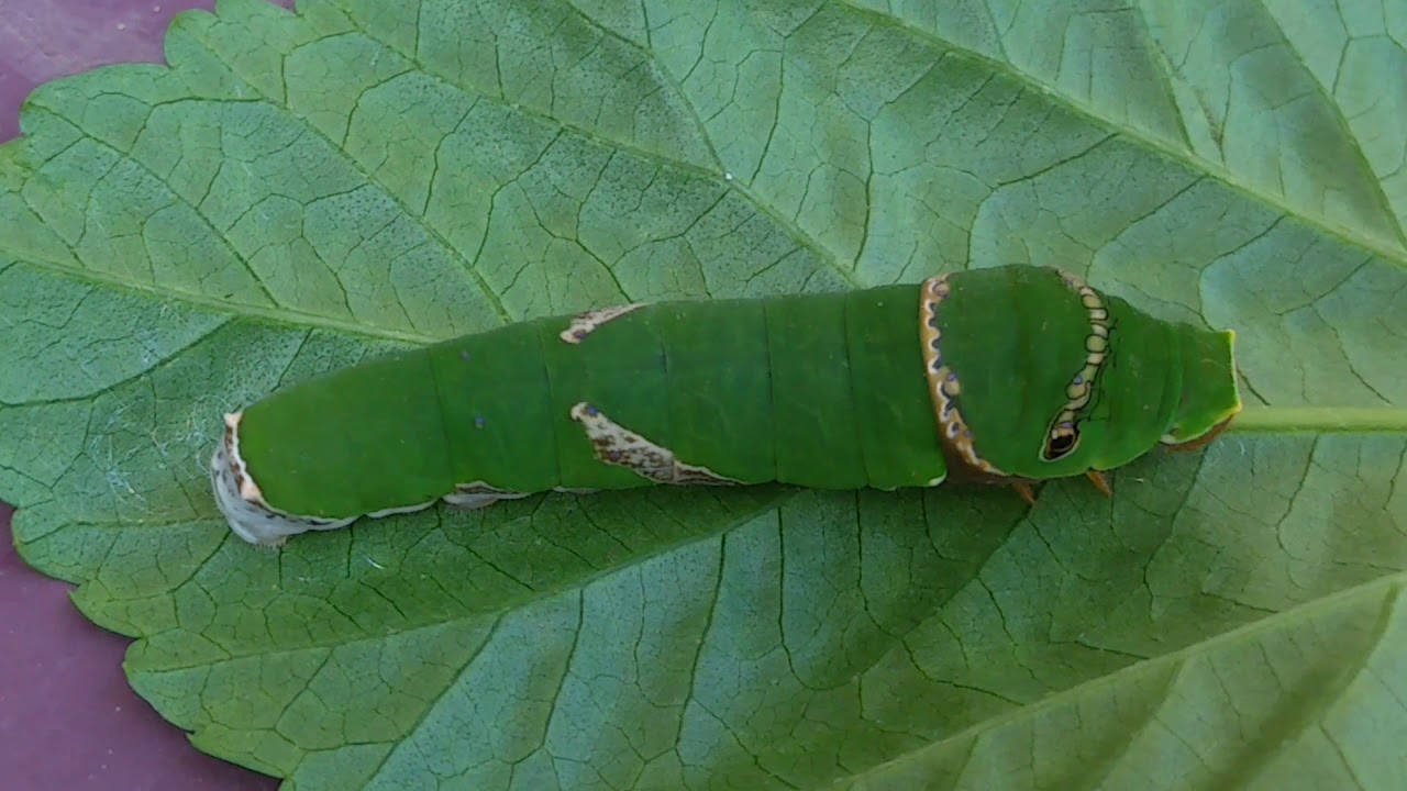 Leaf eating insect - YouTube