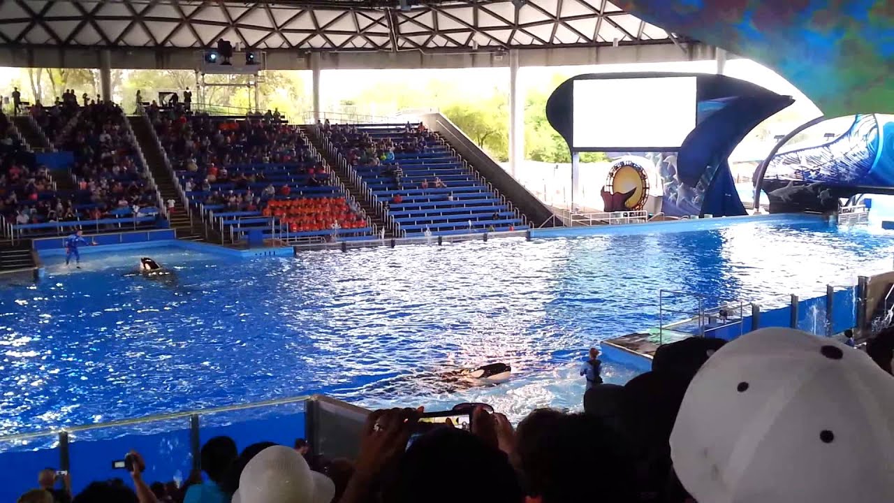 The Grand Finale "One Ocean" Show at SeaWorld! - YouTube